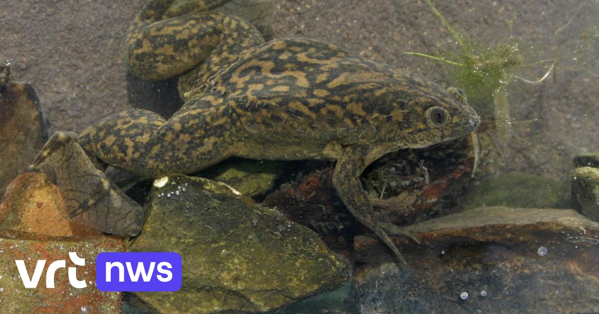 Invasieve Afrikaanse klauwkikkers duiken op in België, waarschuwen ...