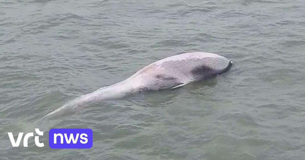 Dode vinvis drijft voor kust Nieuwpoort: "Zal wellicht in loop van ...