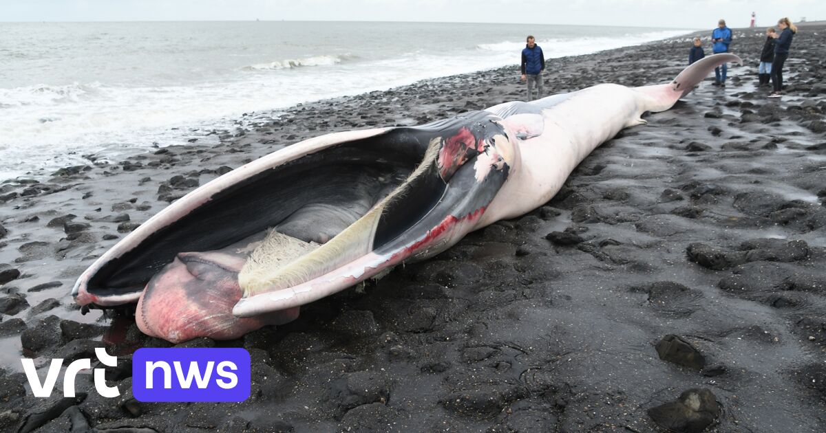 Dode vinvis die dagen voor onze kust dreef, is aangespoeld in Zeeland ...