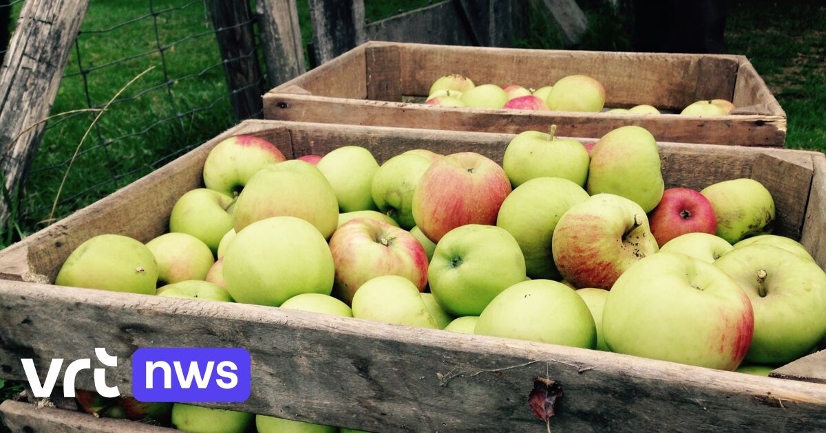 Grote appels die minder goed verkopen: Limburgse telers hebben moeilijk ...