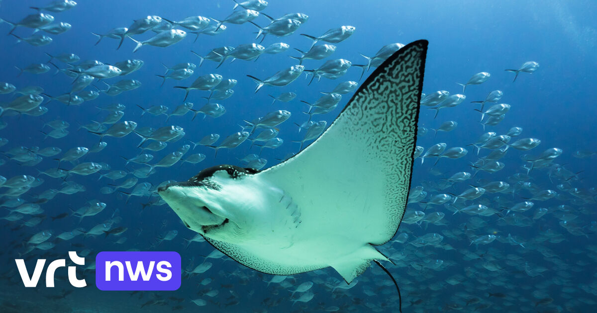 1 op de 3 haaien- en roggensoorten bedreigd: eerste 'Starfish Barometer ...