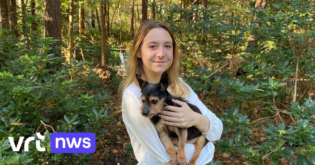 Dove en blinde hond Sammy (22) doet gooi naar titel "oudste levende ...