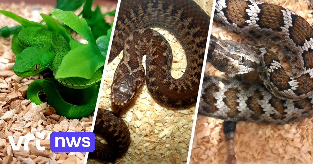 Wegpolitie Overijse vindt bij koffercontrole 19 giftige slangen | VRT ...