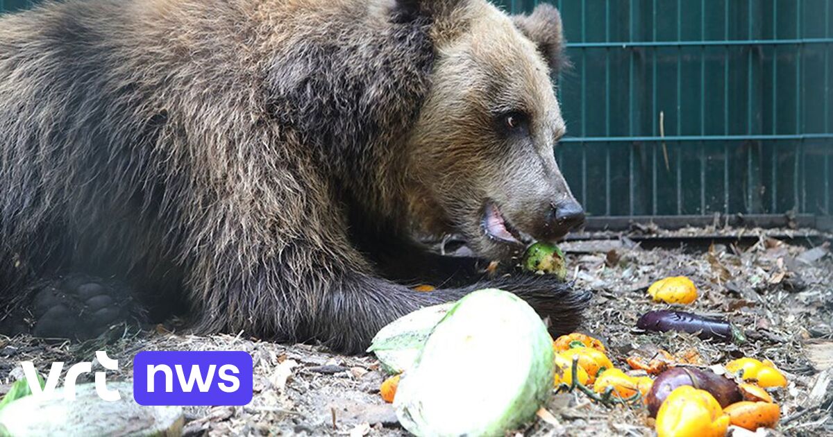 Twee beren uit zoo in Oekraïne komen aan in opvangcentrum De Zonnegloed ...