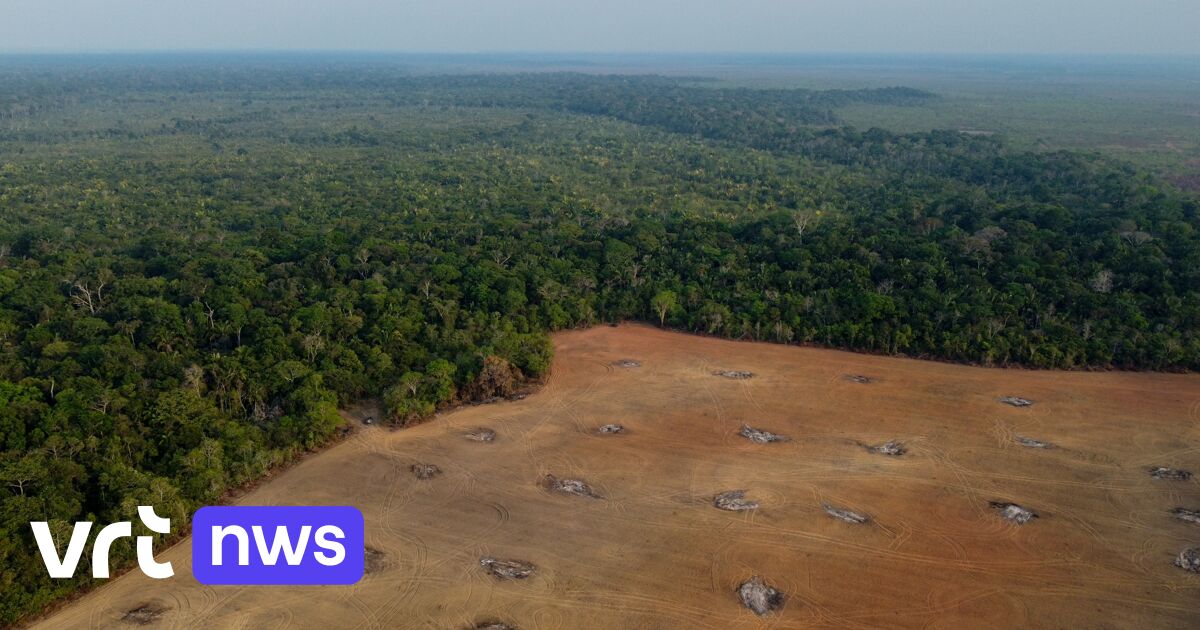 Vorig jaar 6,6 miljoen hectare bos verdwenen: "te veel om ontbossing ...