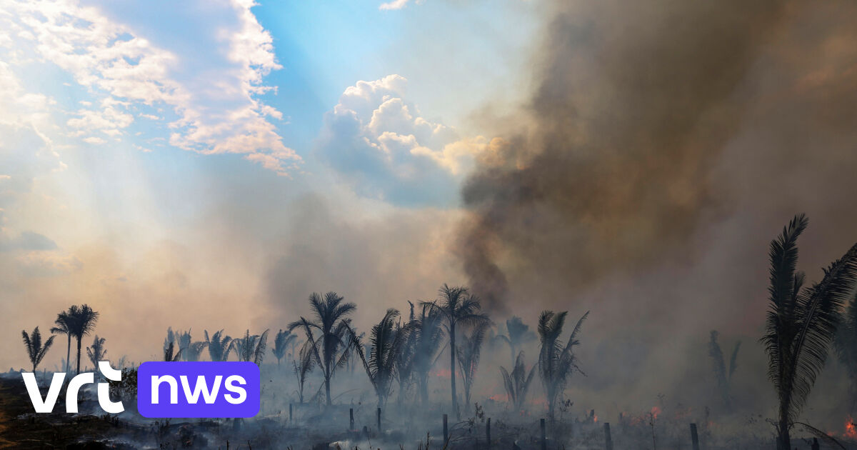 Wat betekent de overwinning van Lula da Silva voor het Amazonewoud ...