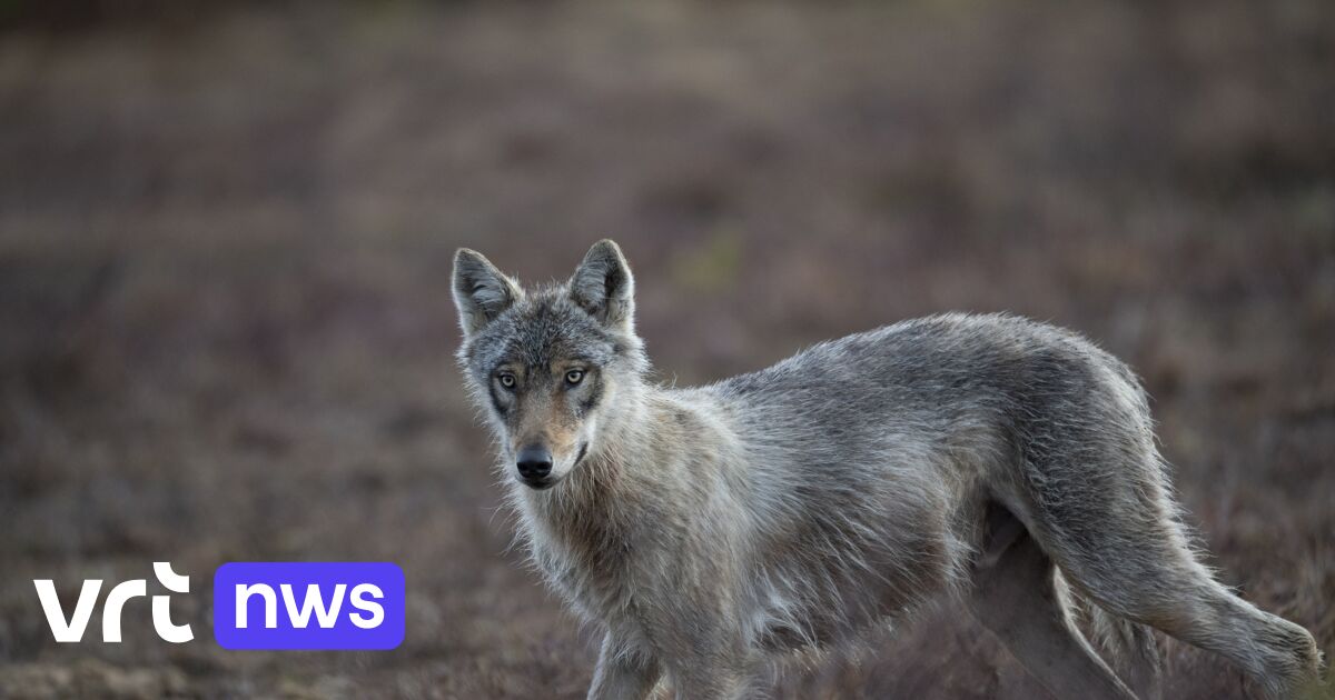 Wolf loopt fietser achterna op De Hoge Veluwe: "Duidelijk een ...