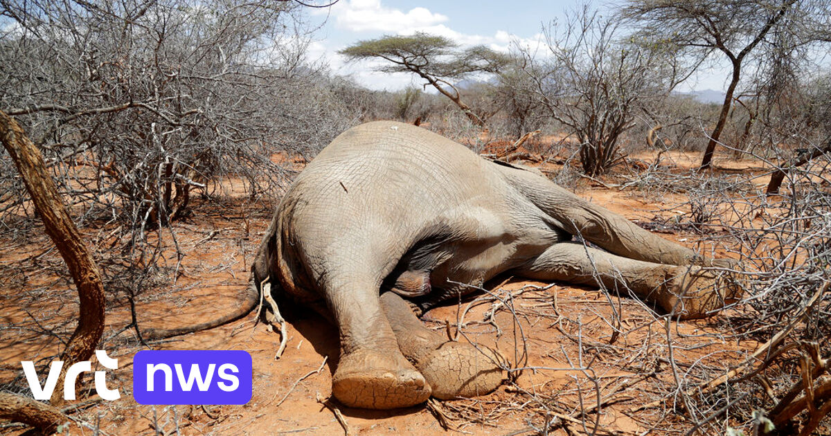 Honderden olifanten, gnoes en zebra's dood in Kenia door ergste droogte in 40 jaar | VRT NWS: nieuws
