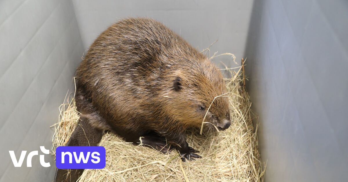 Natuurhulpcentrum bevrijdt twee vechtende bevers uit put in Bokrijk ...