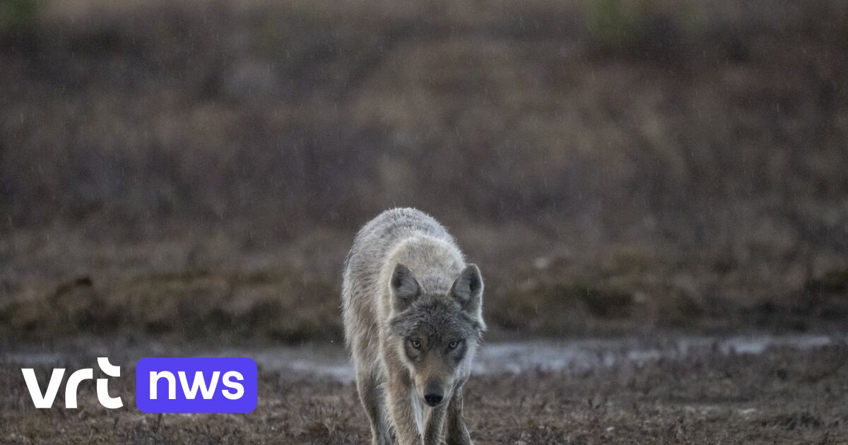 Wolf bijt vier pony's dood in Maaseik: "Nog niet duidelijk of het om ...