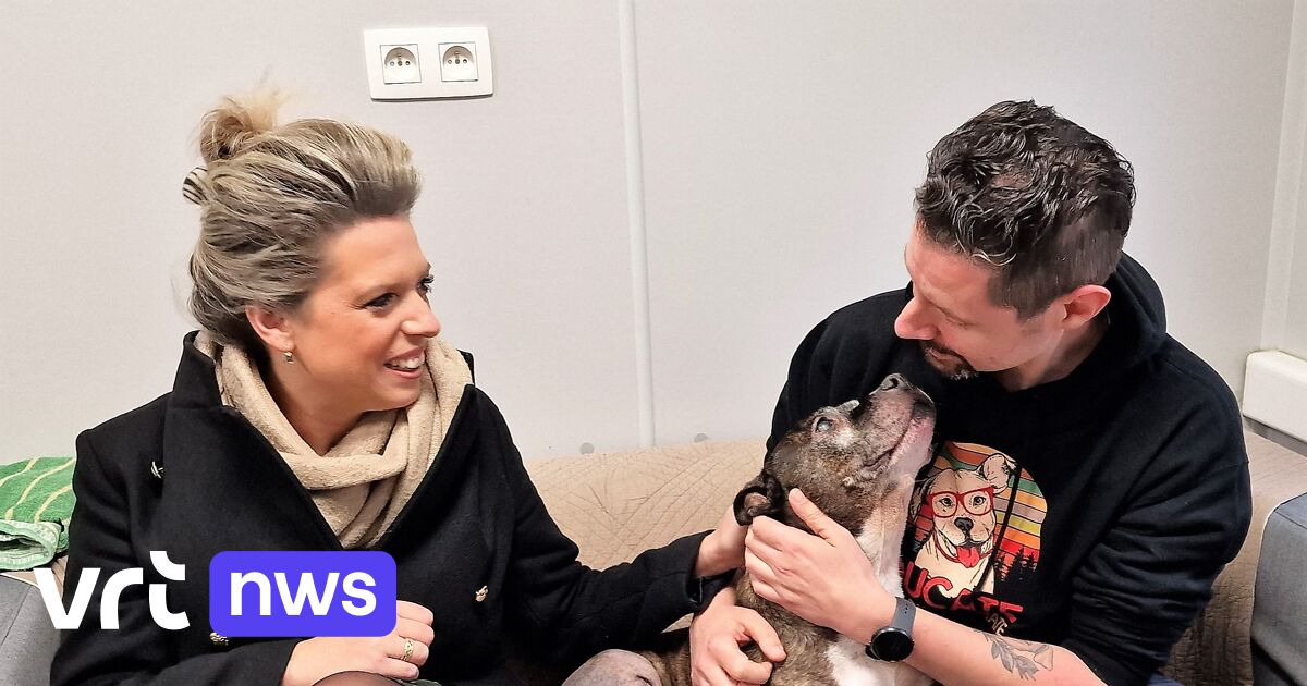 Boutersem krijgt meldpunt dierenwelzijn: om dierenverwaarlozing of verloren gelopen dieren te ...