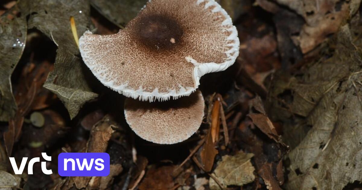 Man ontdekt uiterst zeldzame paddenstoel tijdens wandeling in Lievegem ...