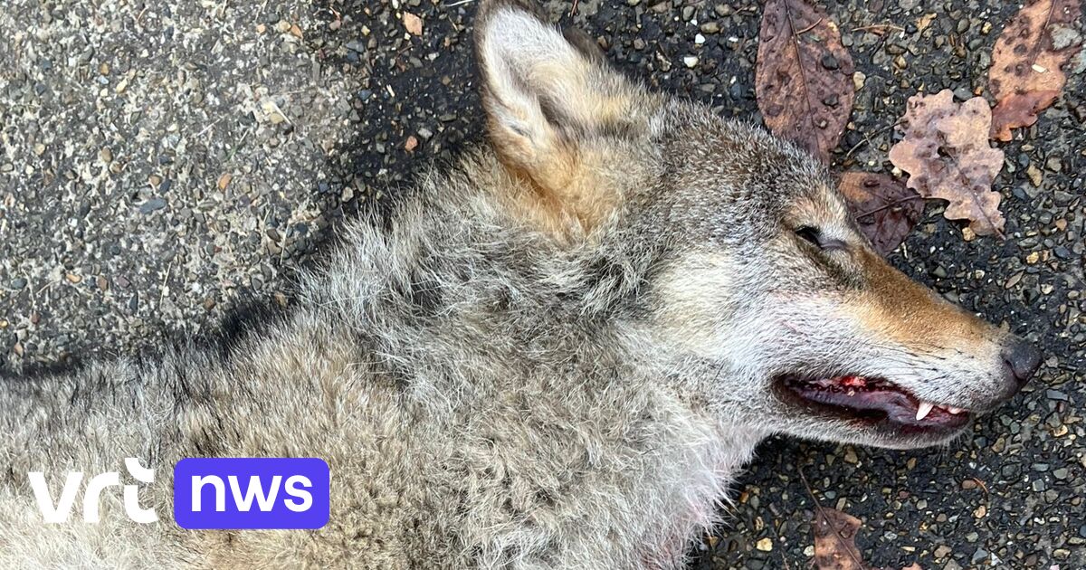 Minister van Mobiliteit Peeters (Open VLD) reageert op kritiek Jan Loos ...