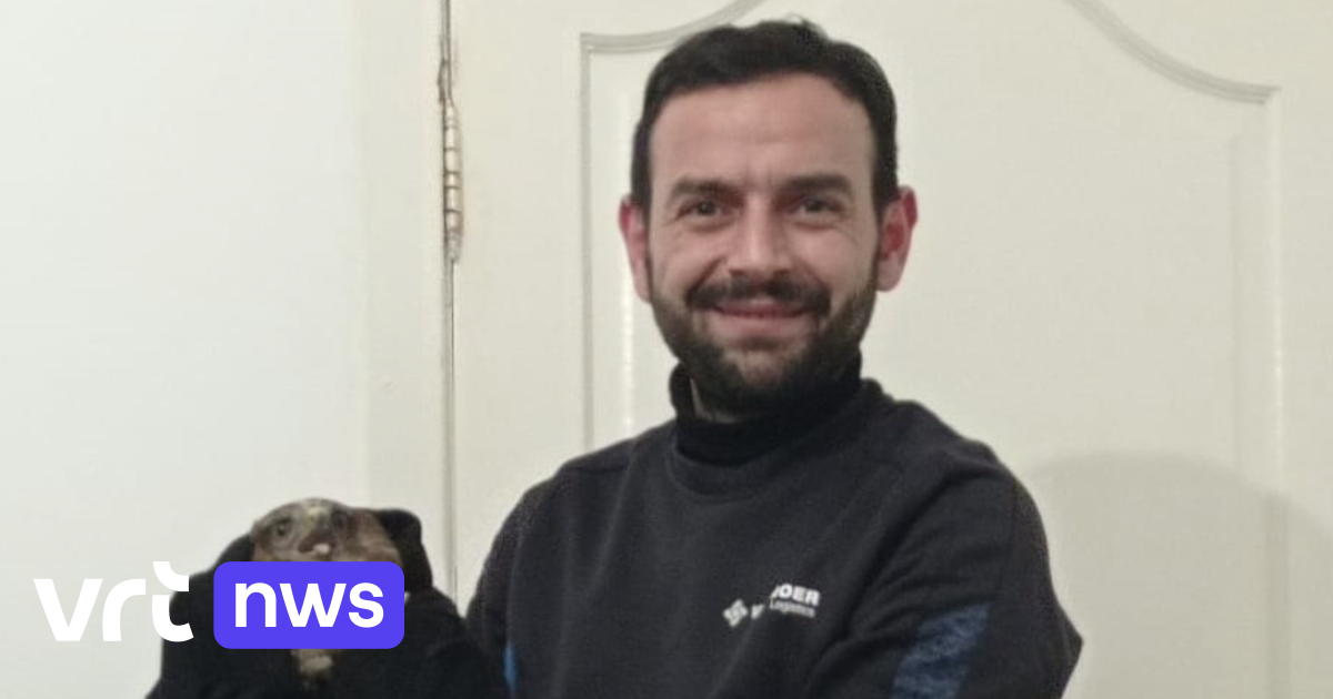 Vrachtwagenchauffeur redt buizerd op drukke baan in Laken: "Getoeter en ...