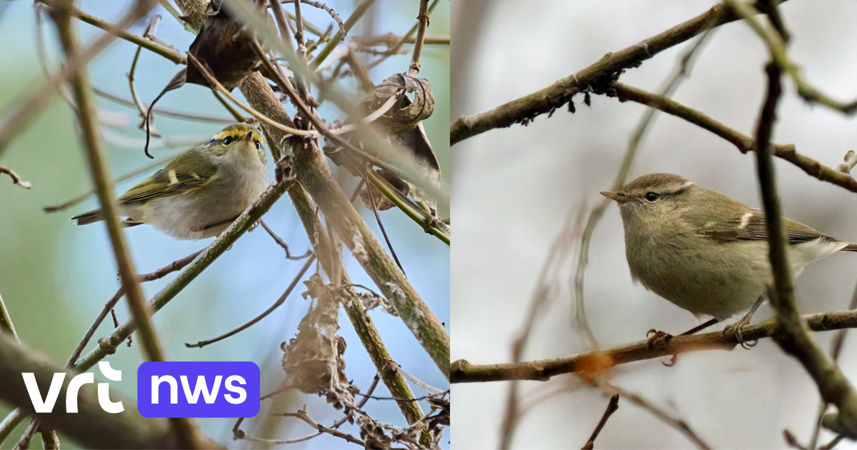 Extreem zeldzame zangvogels vertoeven in Gentse Rozebroeken: "Het zijn ...