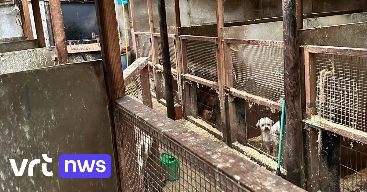 19 honden weggehaald bij broodfokker uit Lubbeek: "De ratten liepen ...