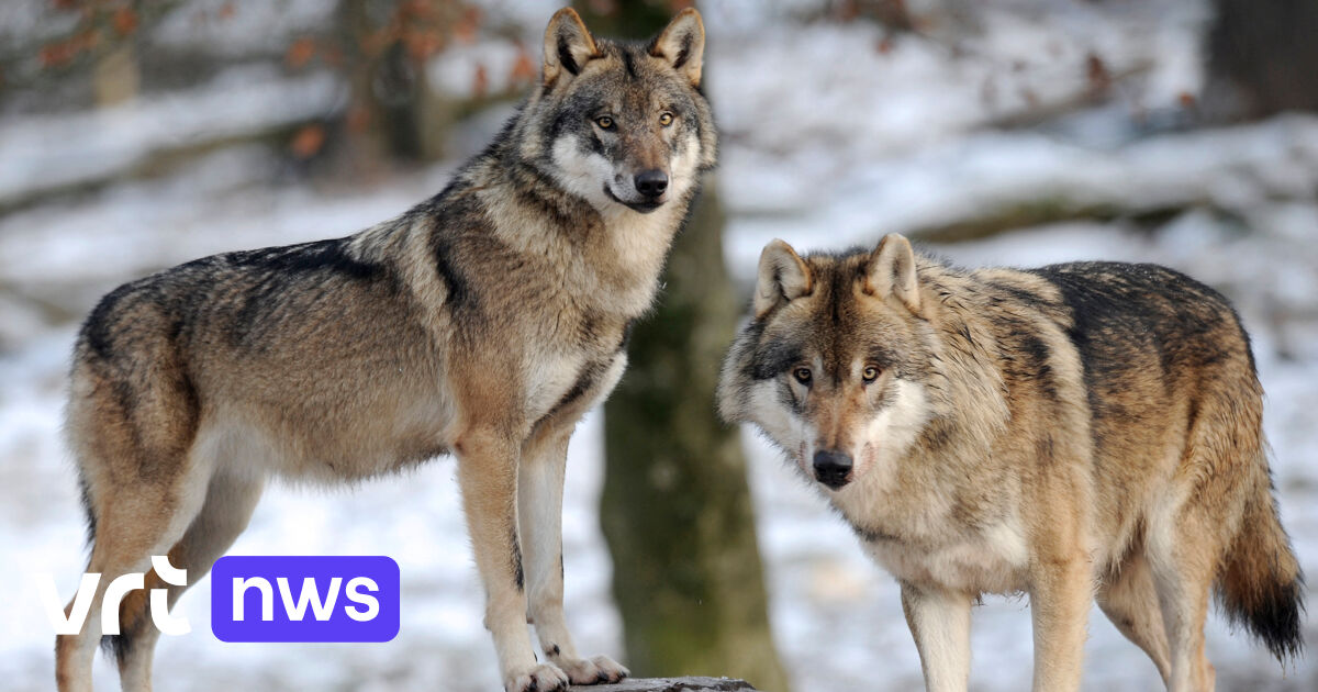 Naar schatting 24 wolven in België, waarvan 13 in Vlaanderen: "Op ...