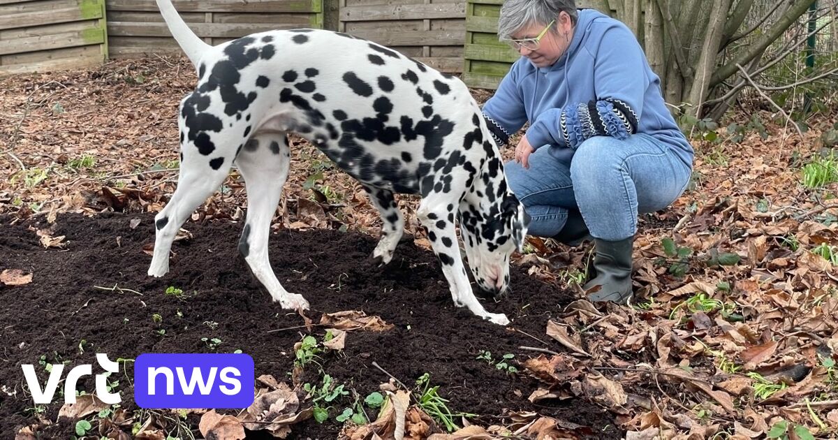 Dierenarts opent snuffeltuin voor honden in Beringen: "Vrij loslopen zonder andere honden in de ...