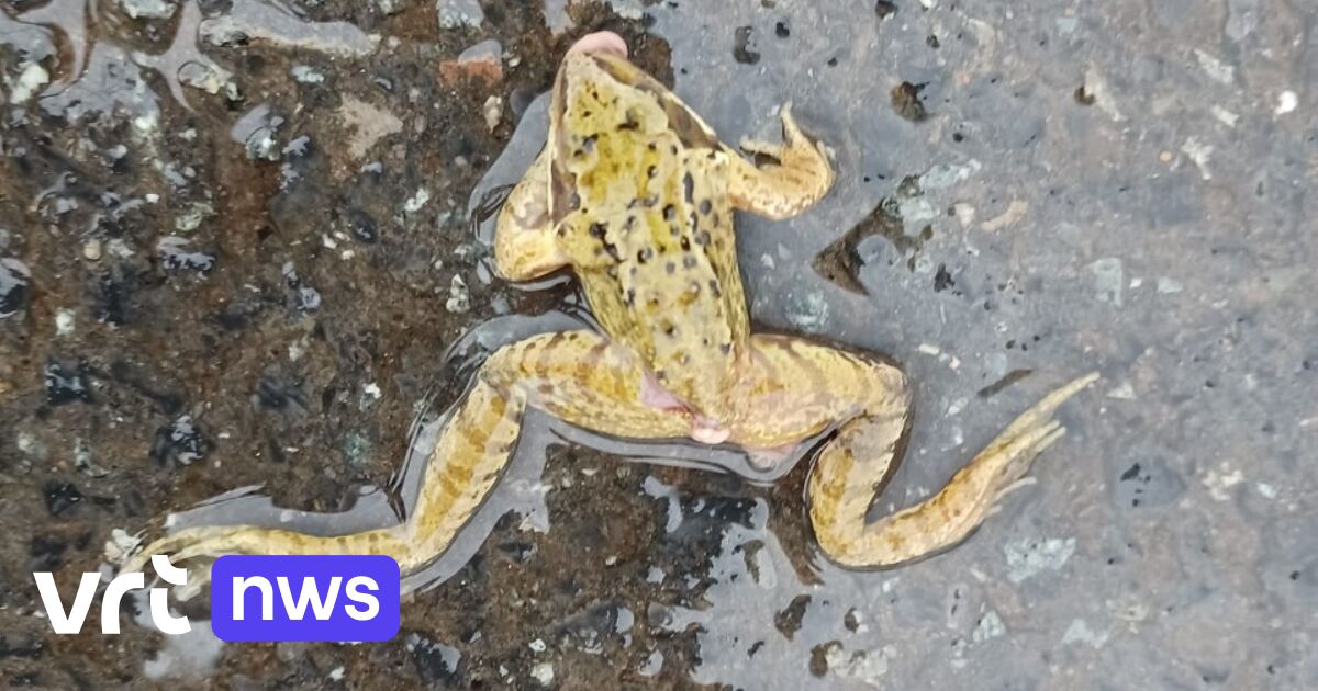 Overzet padden en andere amfibieën start historisch vroeg in de Westhoek: "Gevaarlijk voor de ...