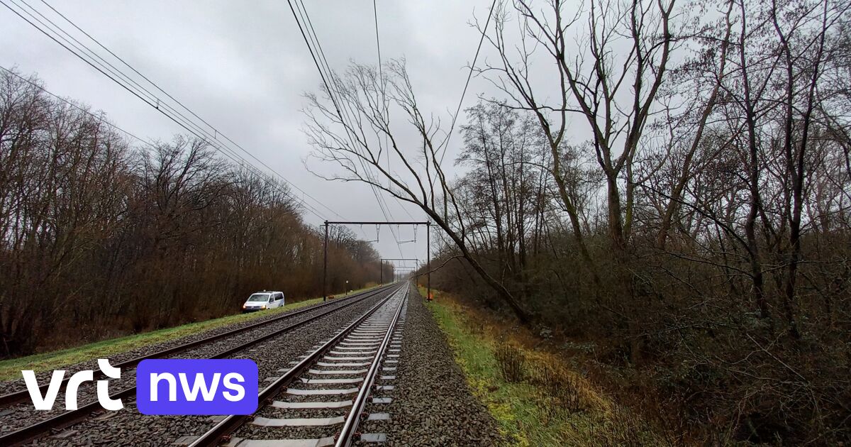 Rukwinden doen bomen vallen in Tremelo en op treinspoor in Haacht ...