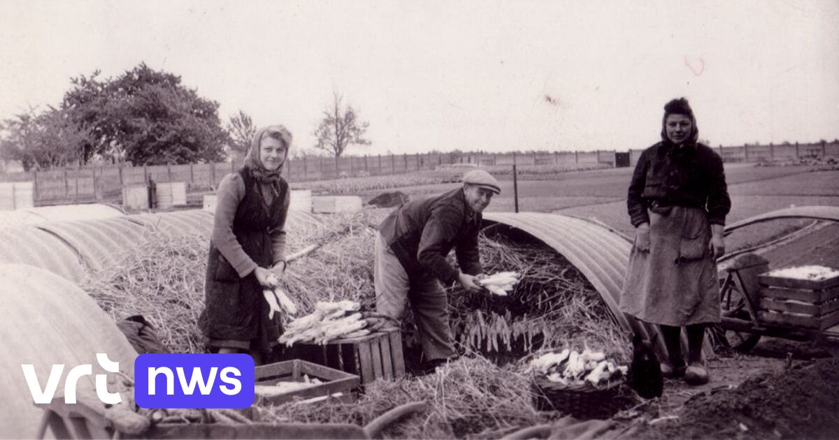 Le chicon, une histoire bien bruxelloise ? | VRT NWS: le site d ...