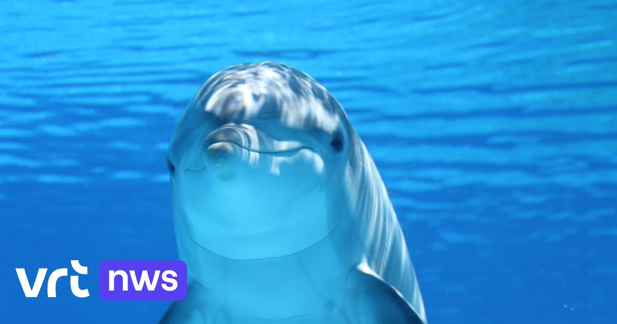 Dolfijnen moeten "roepen" om menselijk geluid te overstemmen en samen ...