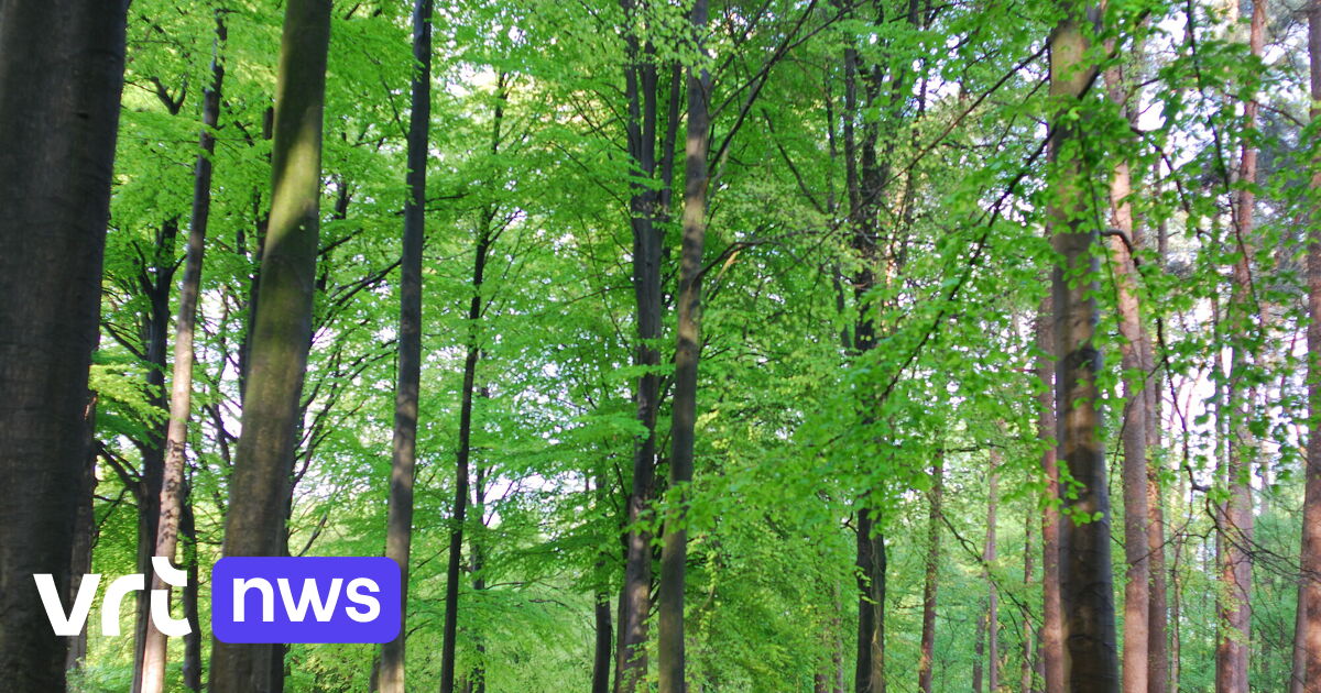 Bijna 300 bomen gekapt in Vinderhoutse bossen omwille van ...
