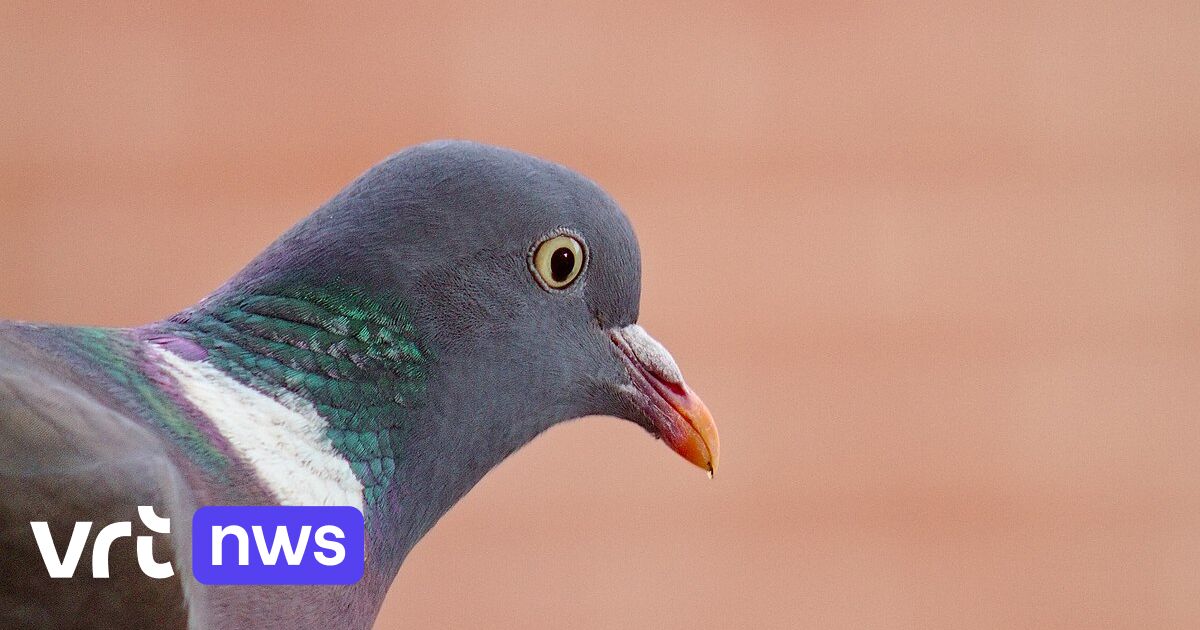 Vogelopvangcentrum Malderen kreeg 667 houtduiven binnen | VRT NWS Nieuws