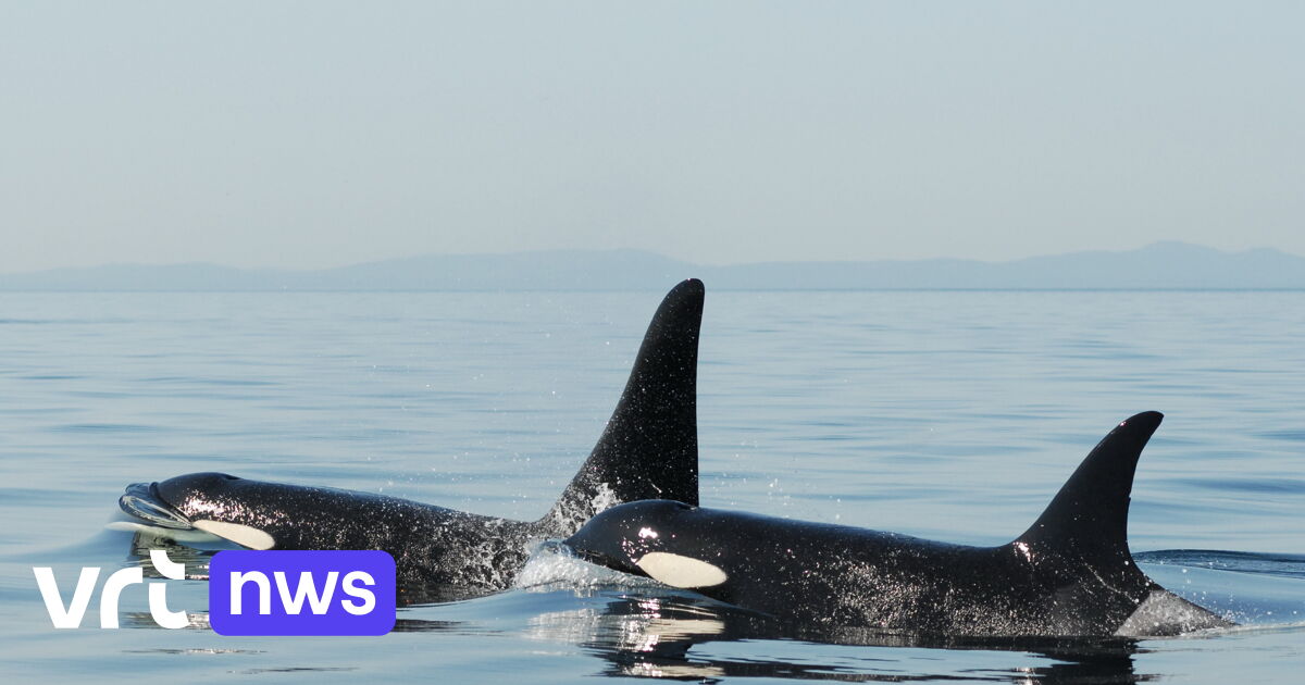 Orka-moeders hebben meer werk aan hun zonen dan aan hun dochters | VRT ...