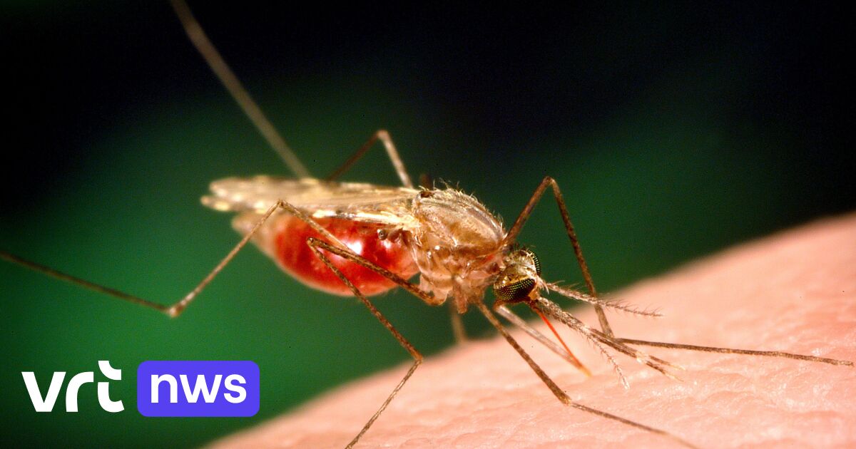 Groter risico op malaria door opwarming aarde: malariamug rukt in ...