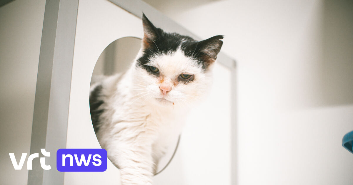 Oudste poes (18) van het dierenasiel in Gent vindt nieuwe thuis: "Waren ...