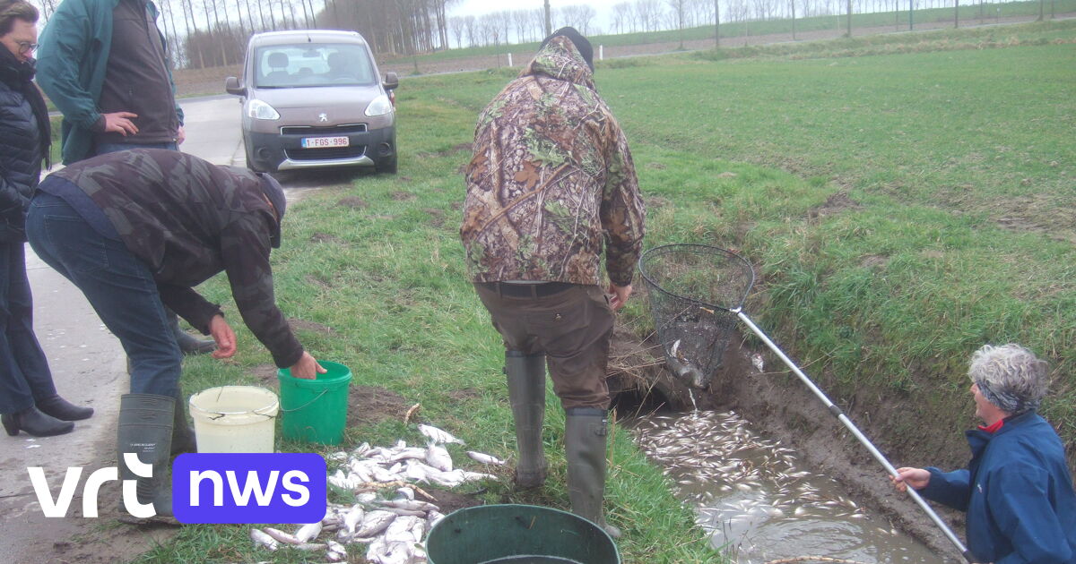 Schepen Sint-Laureins steekt handen uit de mouwen na massale vissterfte ...