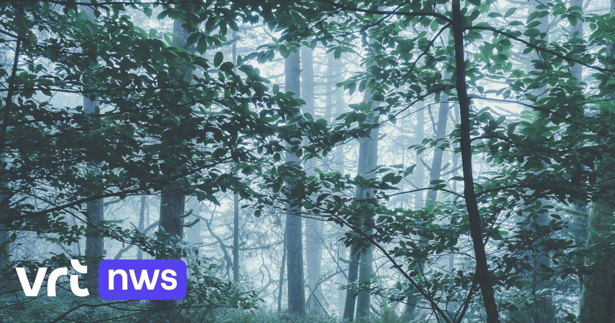 Genetisch aangepaste bomen die veel CO2 opnemen geplant in Amerikaanse ...