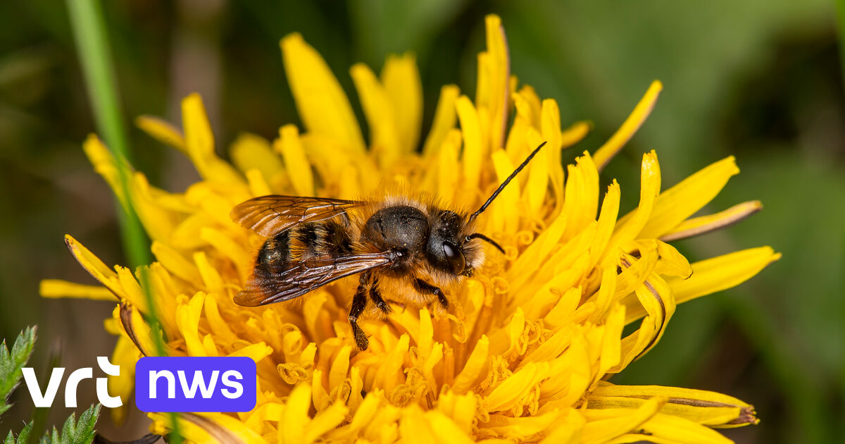 Help de bij, plant een bloem? "Met lavendel ga je onze wilde bijen niet ...
