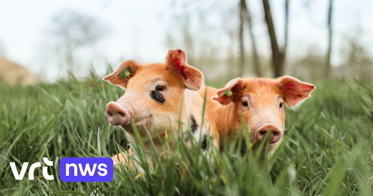 ILVO verheugd met nieuw varkensras in Sint-Niklaas: "Fijn dat boeren ...