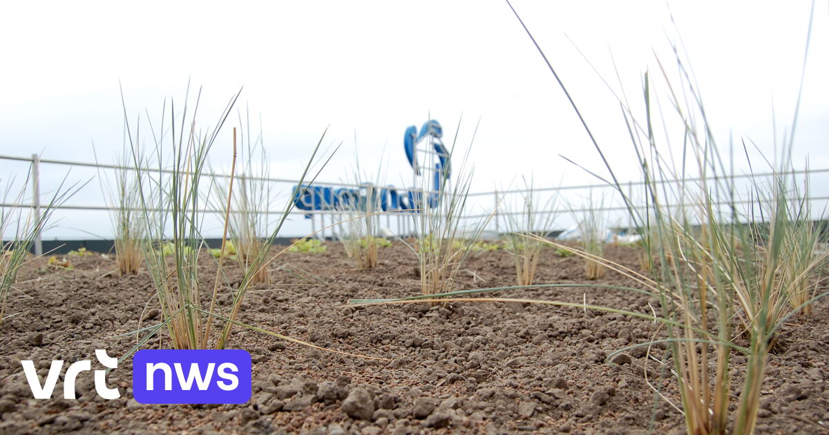 Bijzonder groendak filtert het afvalwater bij kleikorrelbedrijf Argex ...