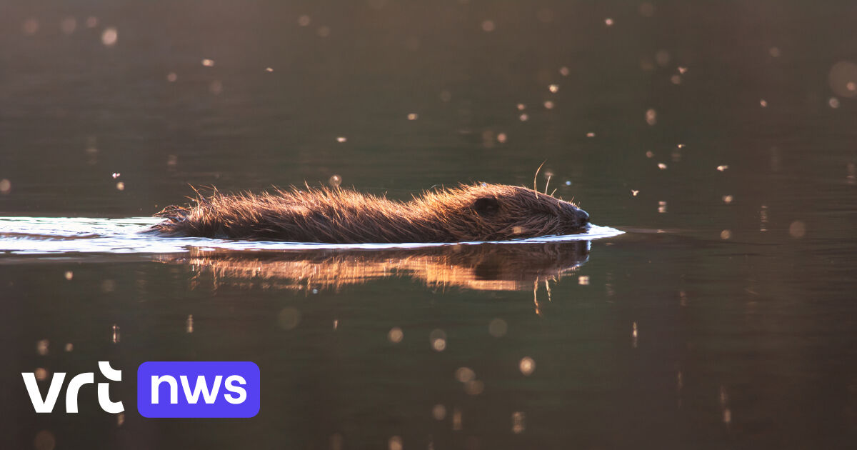 Bever bouwt dam op grens van Ranst en Zandhoven en zet hectare bos ...