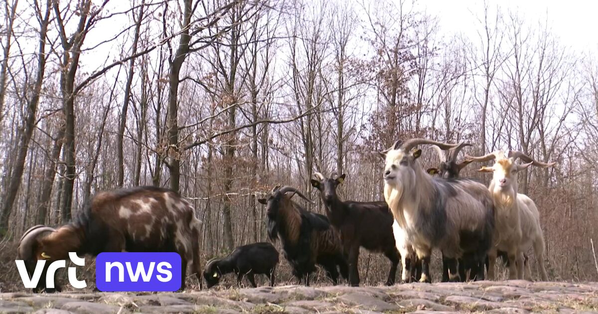 Geiten grazen onkruid tussen kasseien weg in aanloop naar Parijs ...