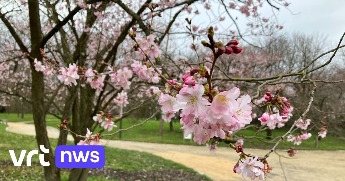 Japanse Tuin in Hasselt opent zijn deuren voortaan altijd rond het begin van de lente | VRT NWS ...