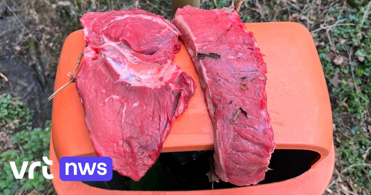 Rauw vlees gevonden aan Kastanjebos in Herent: “Mogelijk om vossen te ...