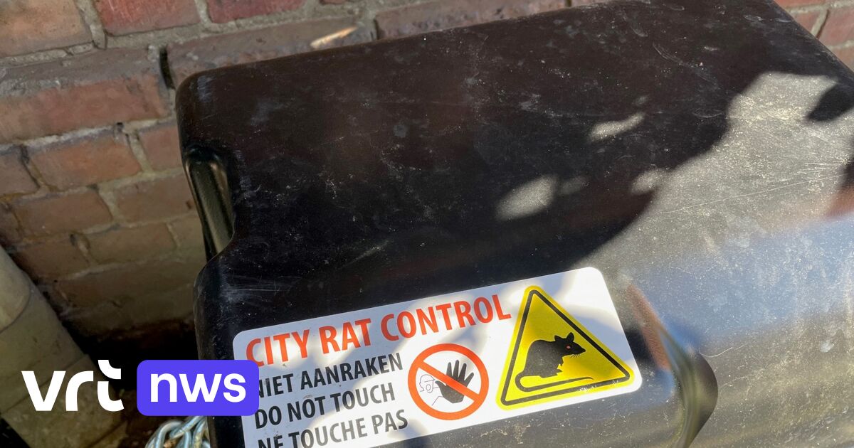 Beringen gebruikt voortaan rattenvallen met alcohol in plaats van ...