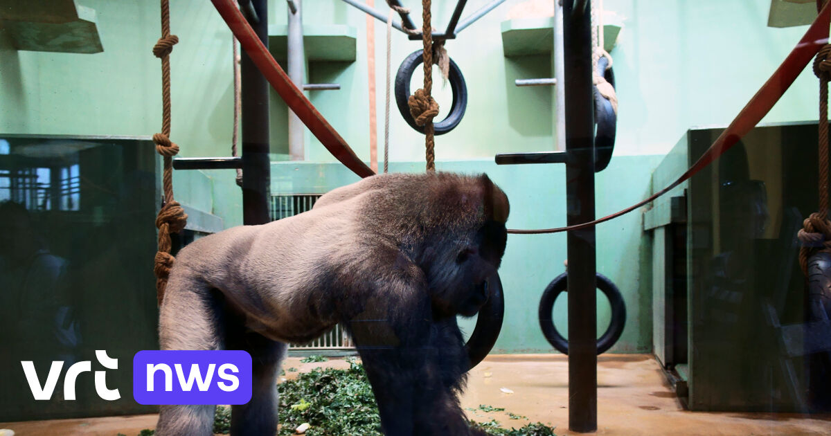 Bokito overleden aan de gevolgen van een hartfalen | VRT NWS: nieuws