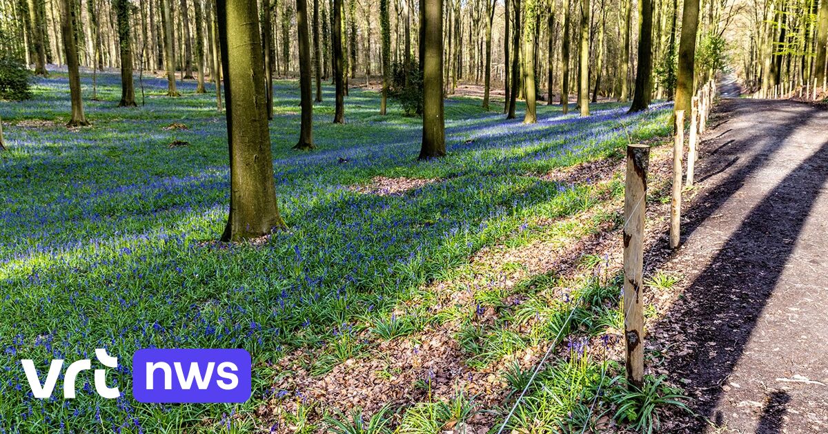 Omheiningen in Brakelbos en Kluisbos: "Om gedrag van bezoekers te ...