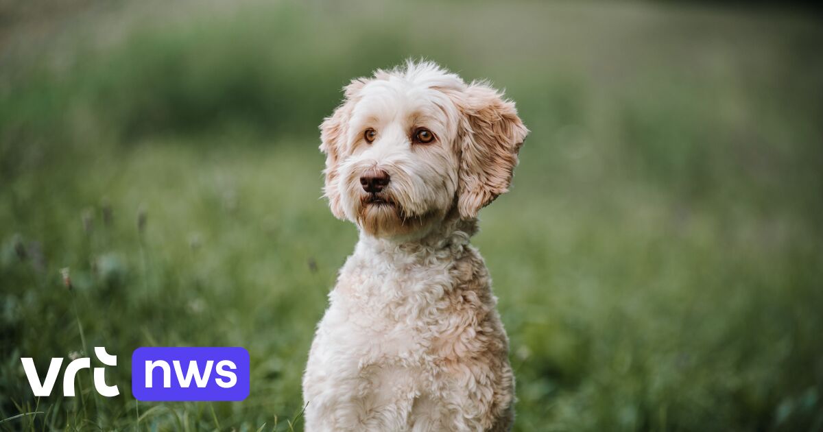 De labradoodle is hot, maar wordt de hond straks slachtoffer van zijn ...