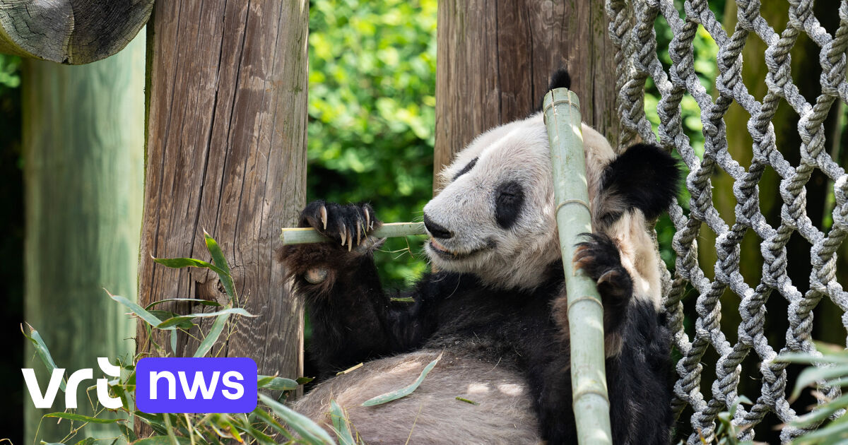 Reuzenpanda Ya Ya na twintig jaar in de VS weer thuis in China ...