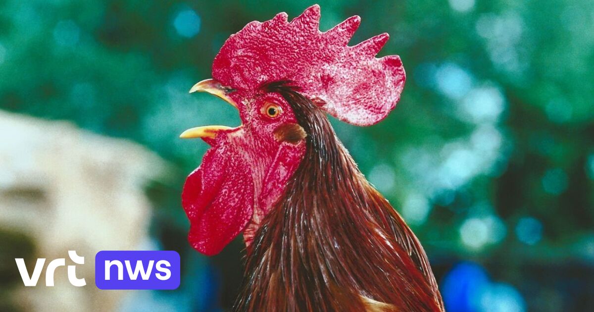 Kalkoen, haan en gans veroorzaken niet langer wrevel bij buren in ...