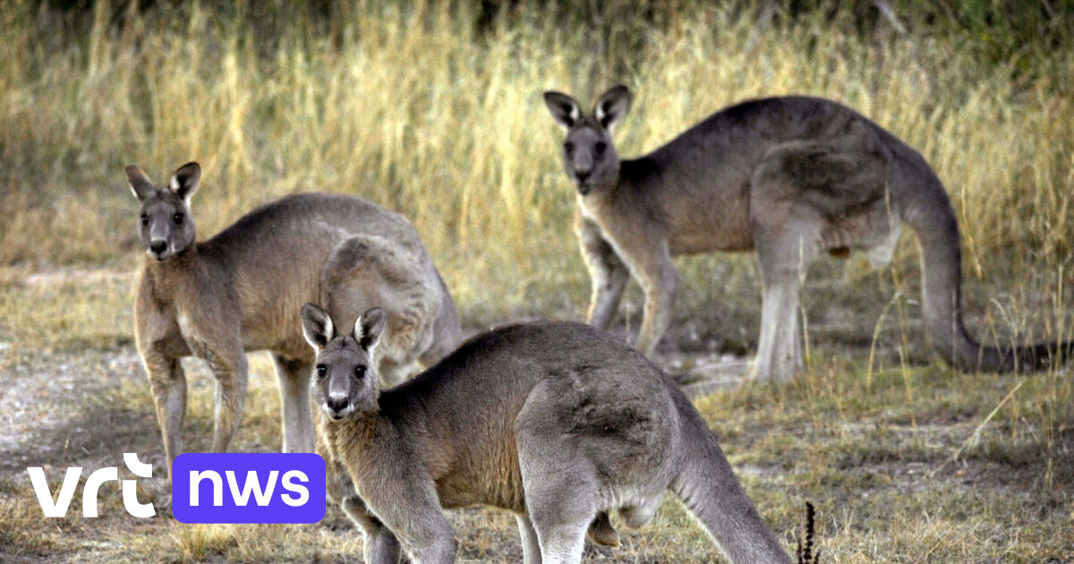 Kangoeroes in Australië dreigen door droogte massaal om te komen van de honger: experten roepen ...
