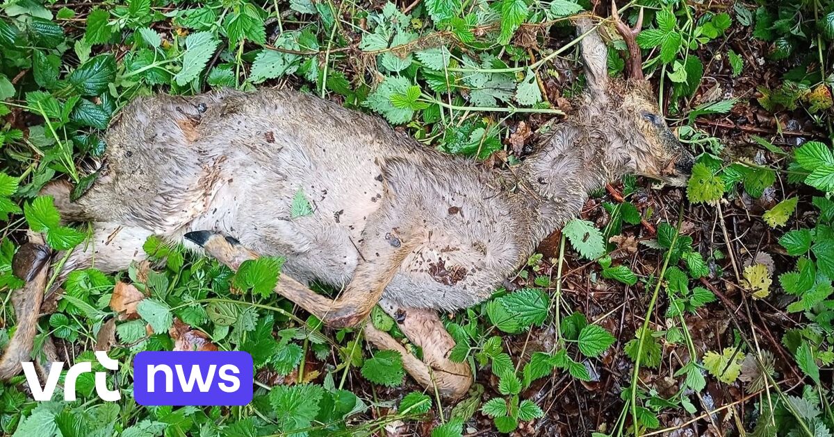 Alweer een dode ree gevonden in natuurgebied in Keerbergen | VRT NWS ...