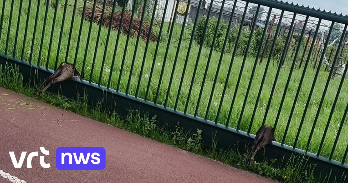 Brandweer bevrijdt 2 reetjes die vastzitten tussen tralies van poort ...