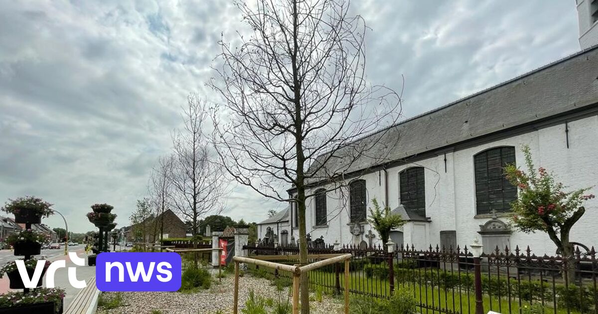 Het raadsel van de 7 eiken van Zeveneken: 4 bomen lijken in herfstmodus ...